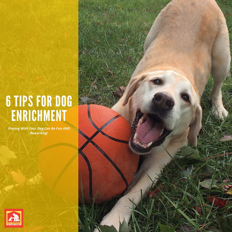 6 Tips for Dog Enrichment | Dog Training In Your Home - Columbia