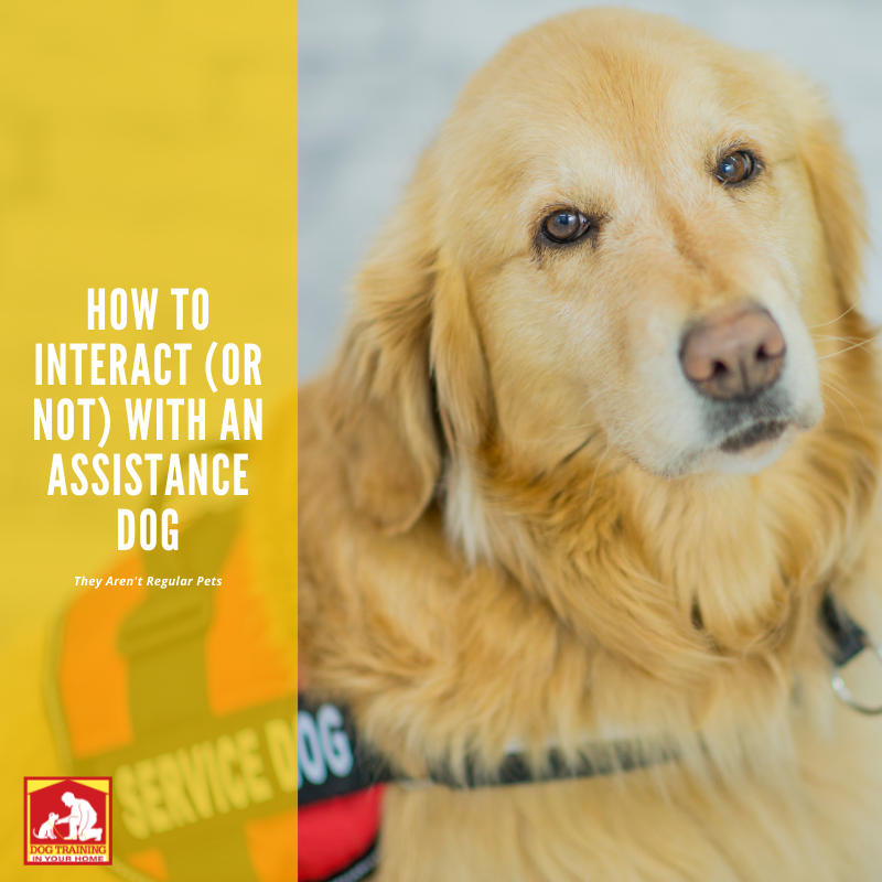 How To Interact or Not With An Assistance Dog Dog Training In Your Home how-to-interact-or-not-with-an-assistance-dog-dog-training-in-your-home