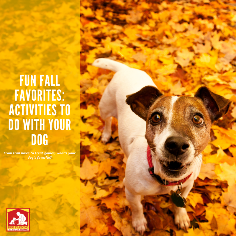 Fun Fall Favorites: Activities To Do With Your Dog | Dog Training, Columbia